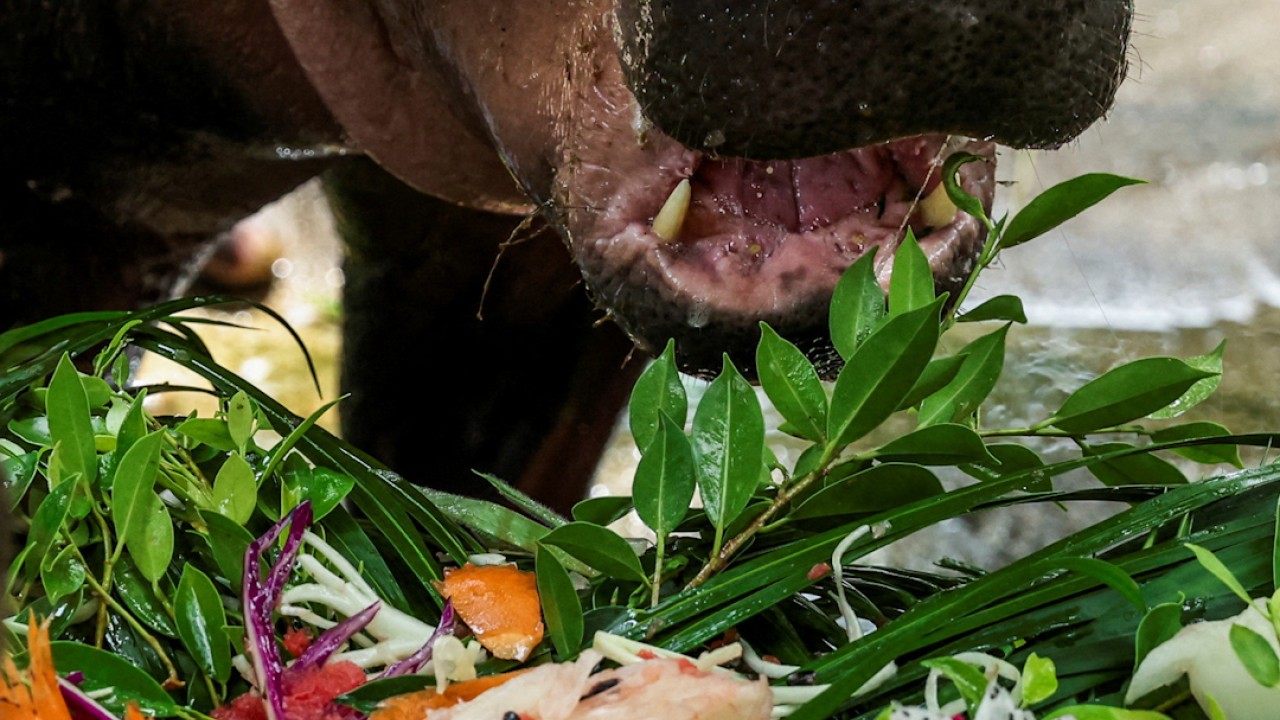 Moo Deng the pygmy hippo, Thailand’s viral internet star, celebrates ...