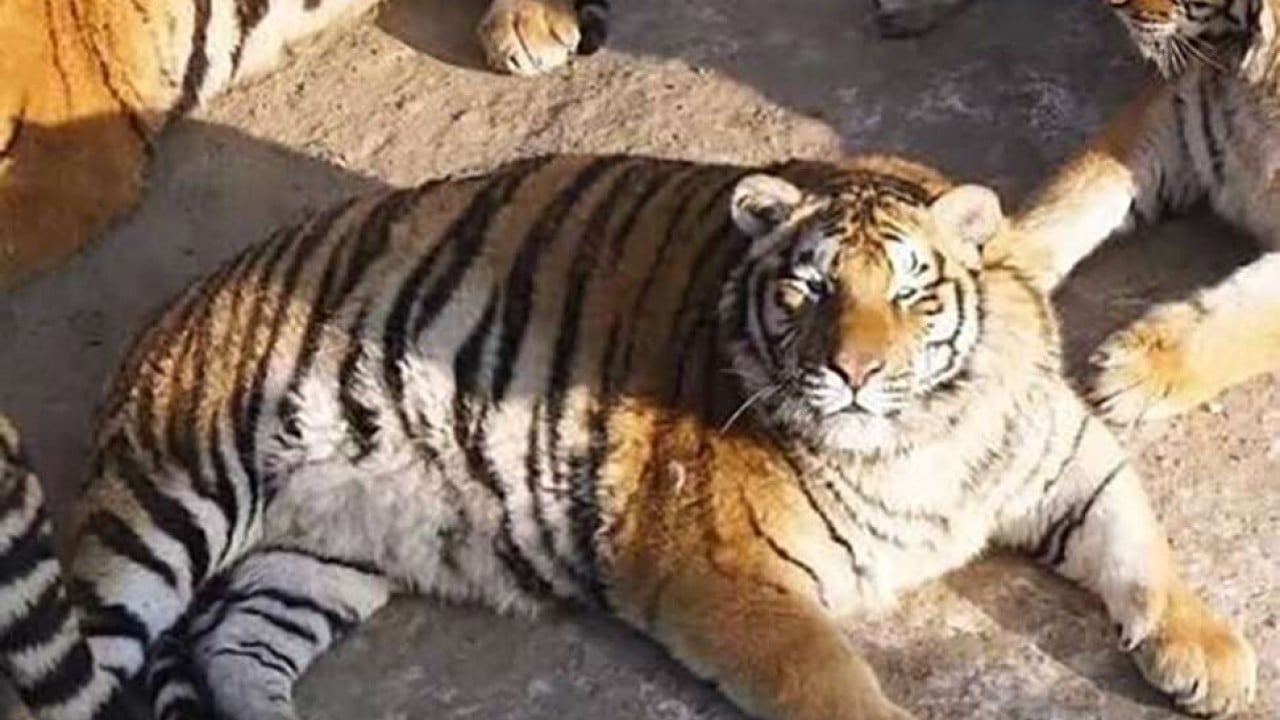 obese tiger