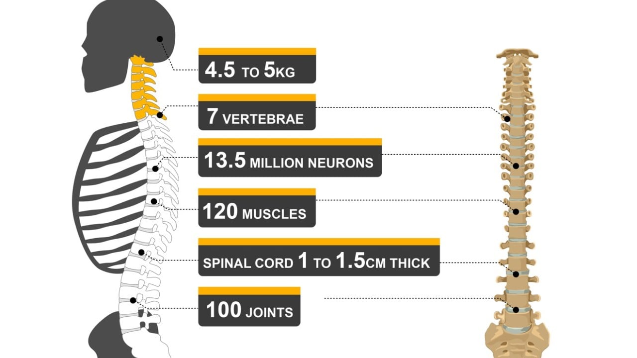 how many spine bones